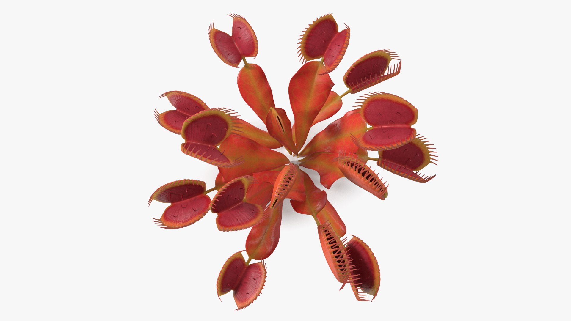 Red Dragon Venus Flytrap 3D Model - TurboSquid 2236643