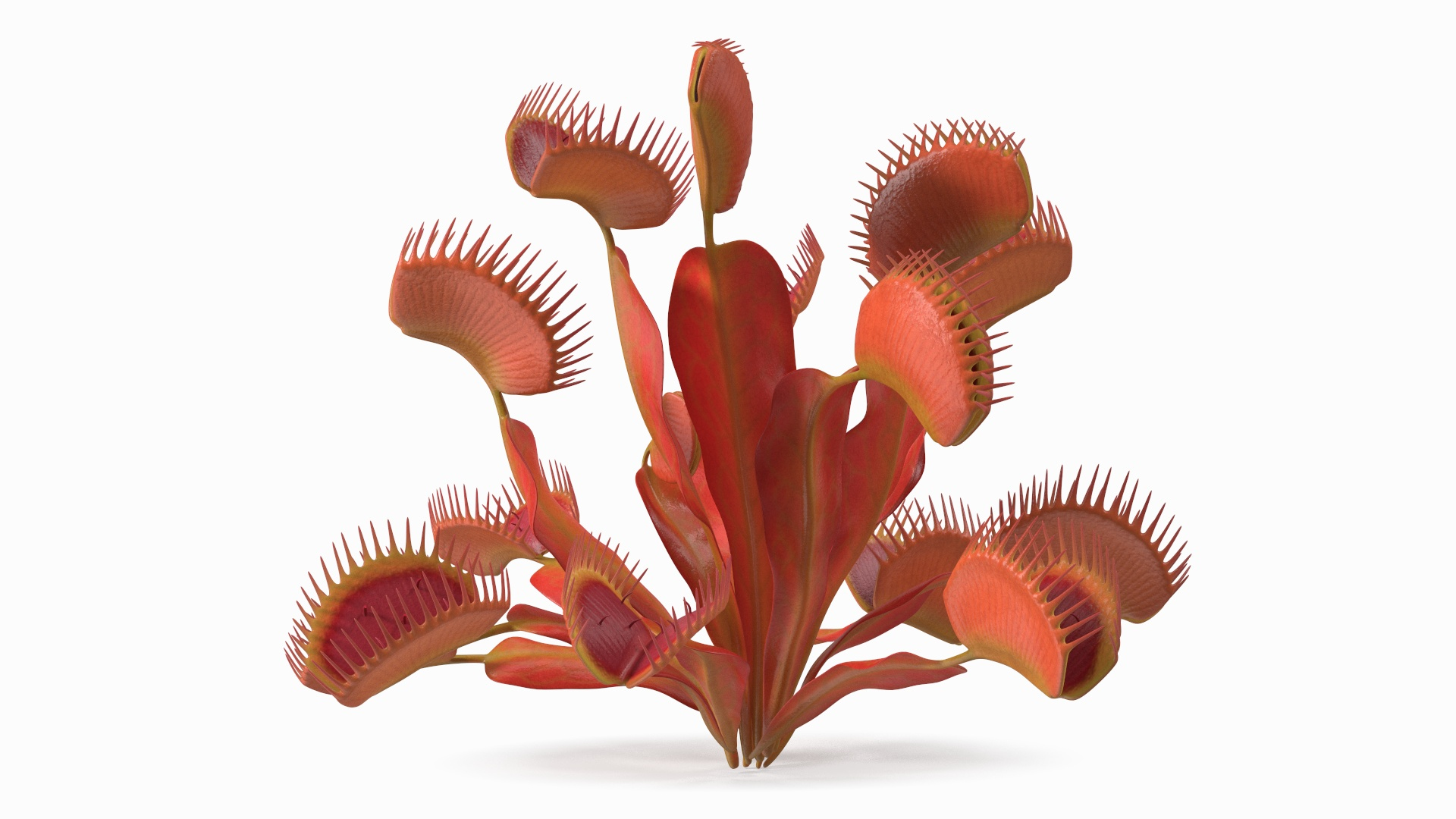 Red Dragon Venus Flytrap 3D Model - TurboSquid 2236643