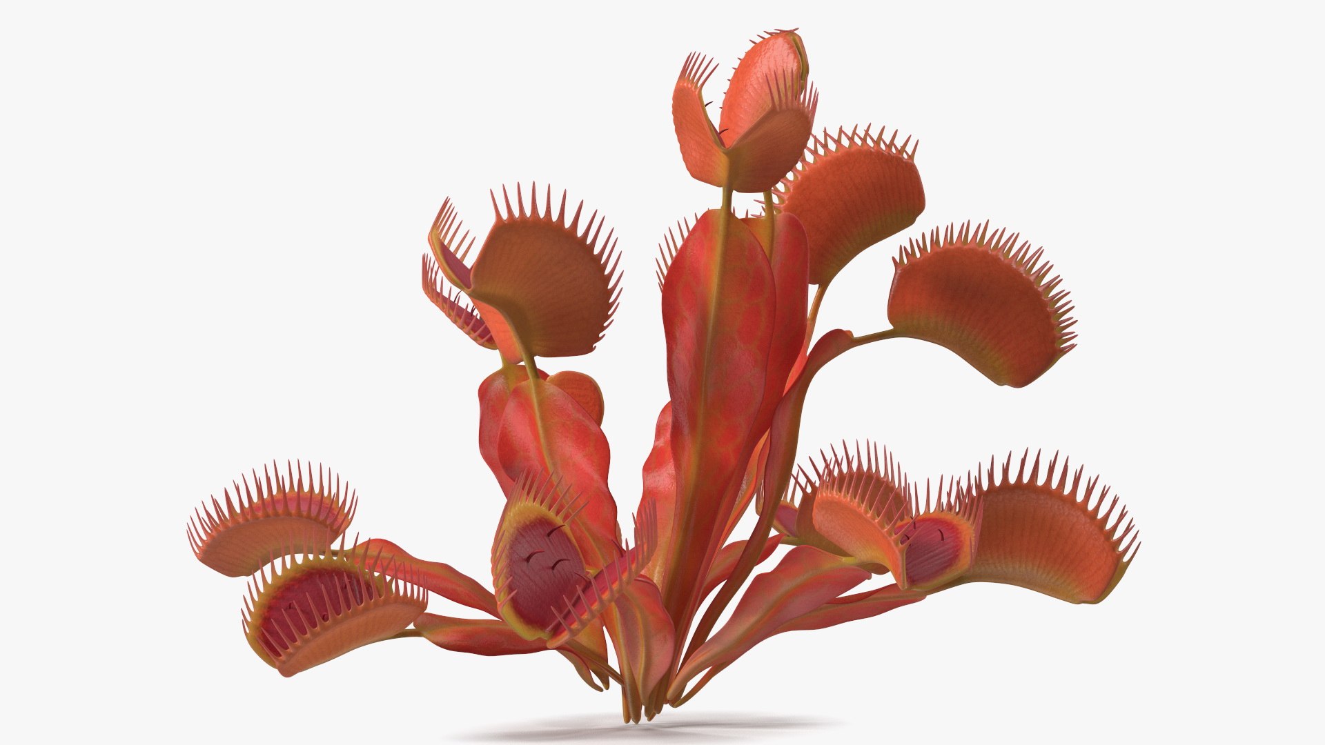 Red Dragon Venus Flytrap 3D Model - TurboSquid 2236643