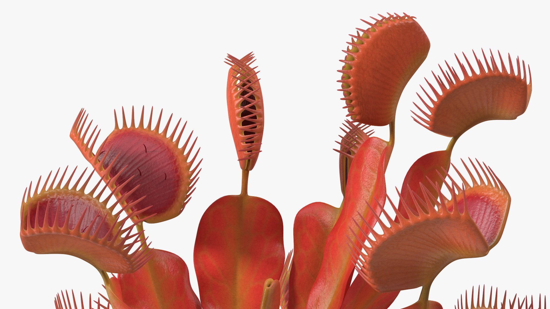 Red Dragon Venus Flytrap 3D Model - TurboSquid 2236643