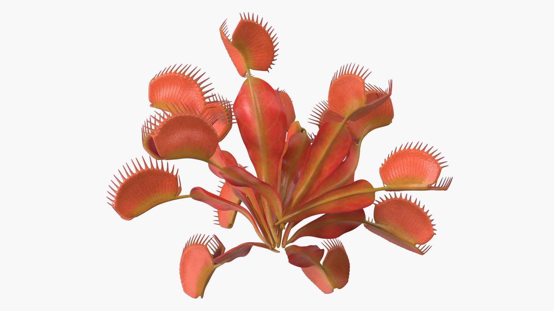Red Dragon Venus Flytrap 3D Model - TurboSquid 2236643