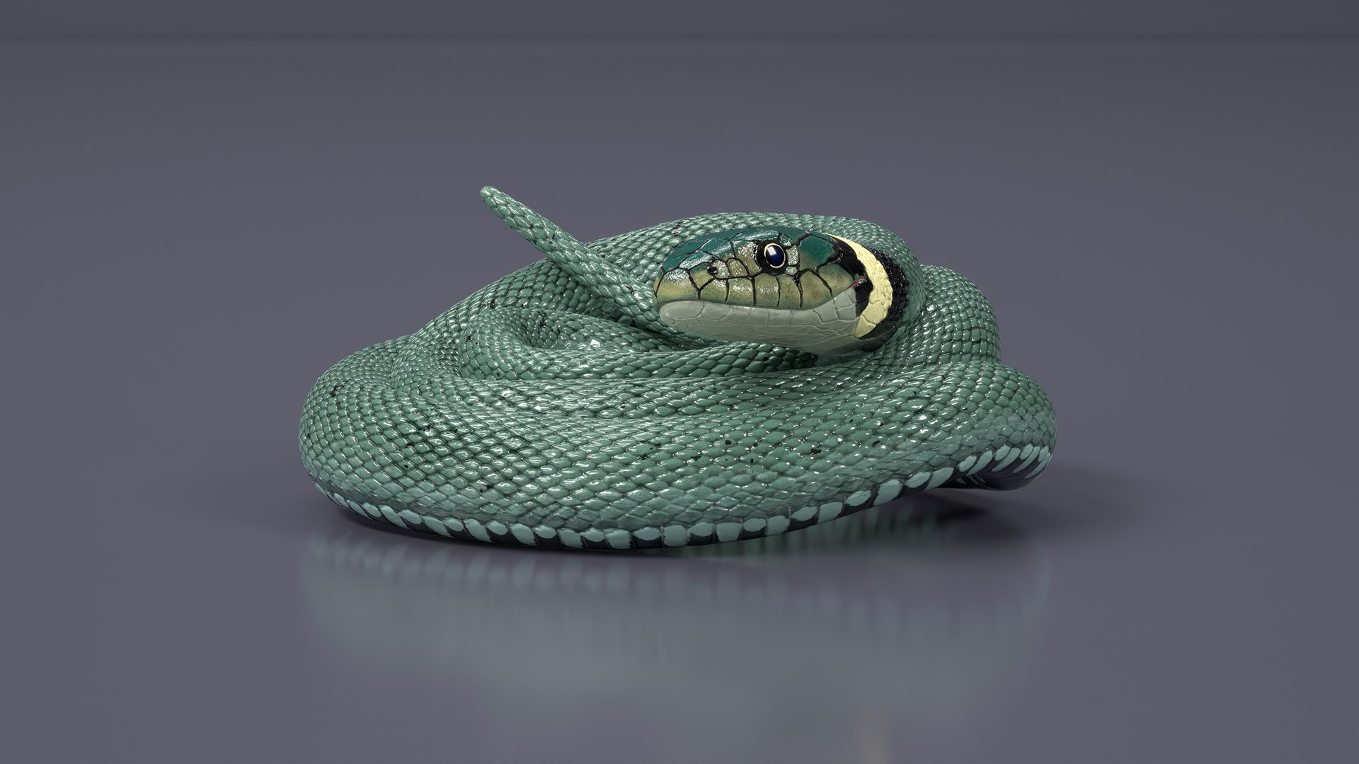 Ringed Snake Green Coiled 3D - TurboSquid 2252162