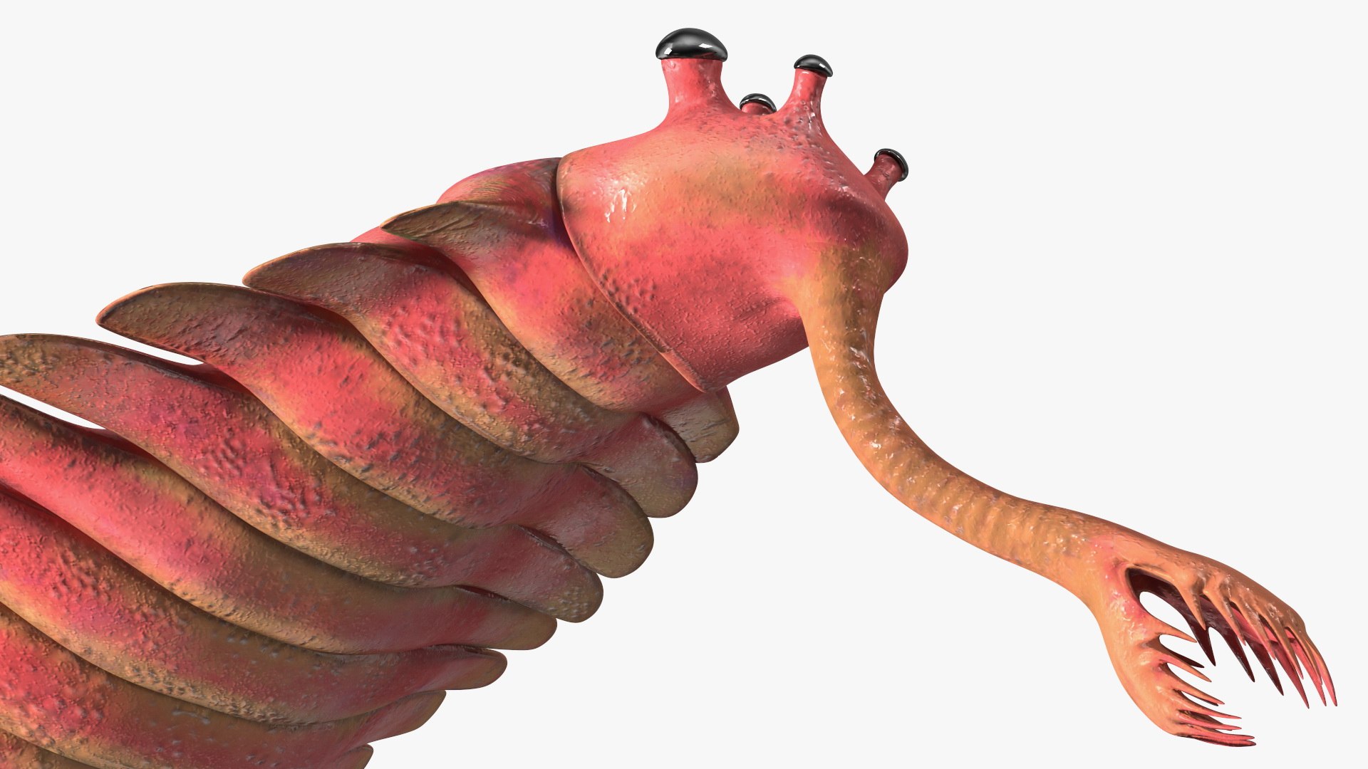 Pink Opabinia Flip 3D Model - TurboSquid 2178978