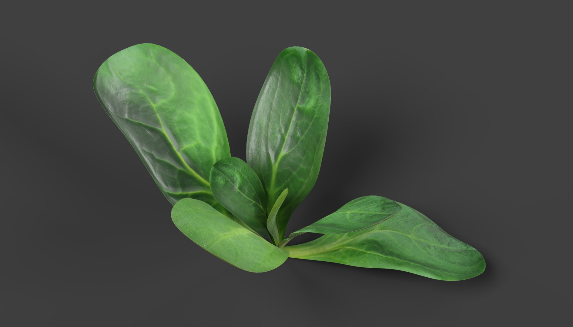 3d model lettuce