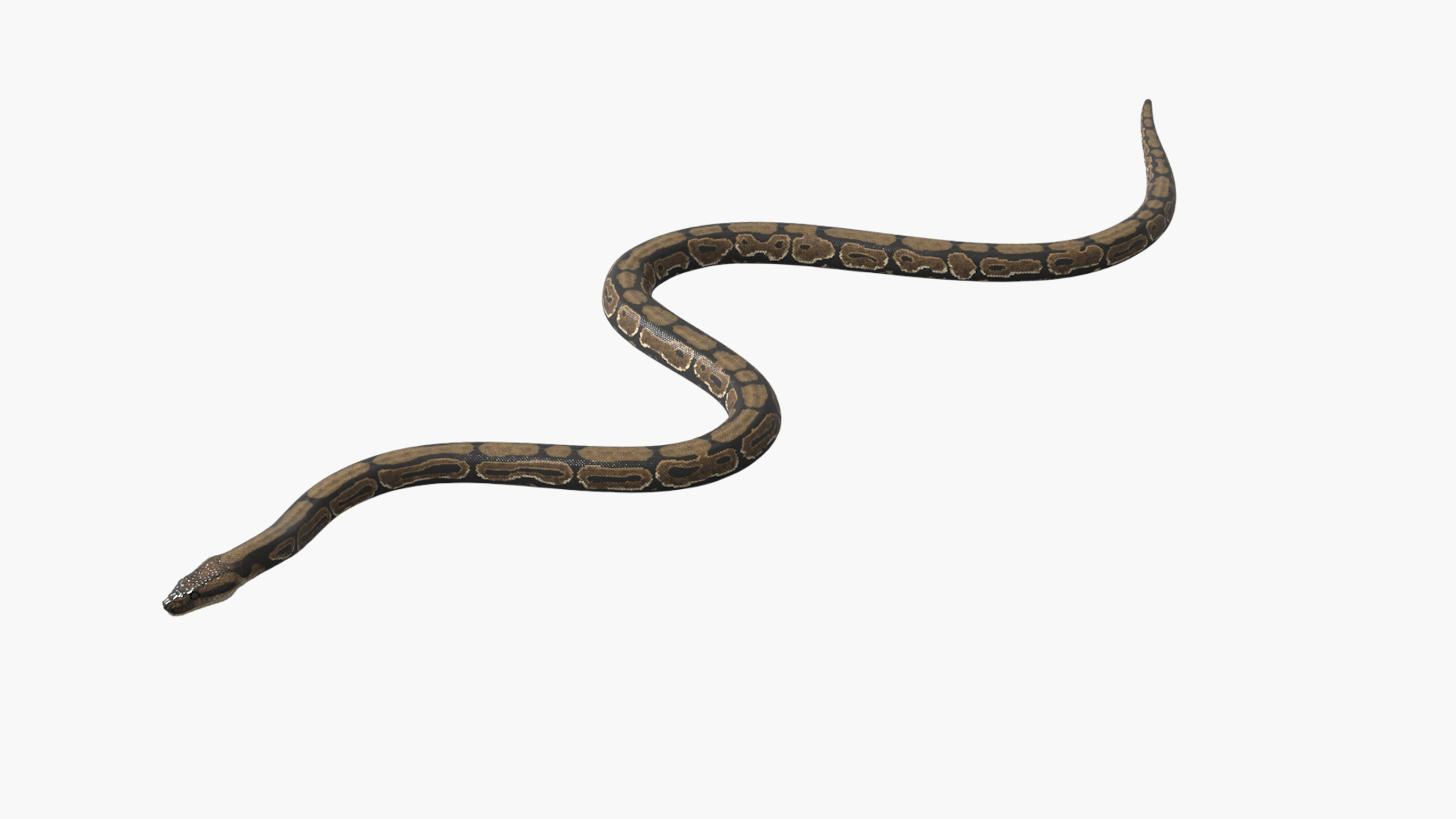 Python Snake Rigged For Blender Animated Set Model - TurboSquid 2504116
