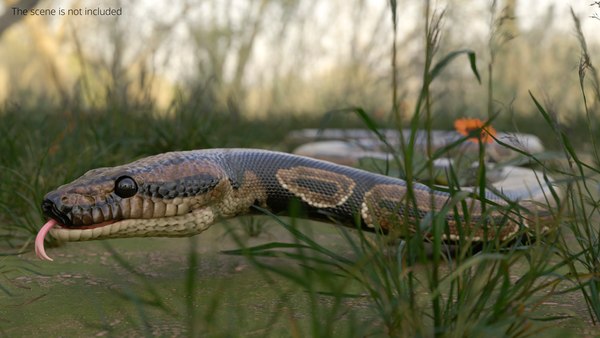 modèle 3D de Ensemble d'animation de serpent python riggé pour Blender - TurboSquid 2504116