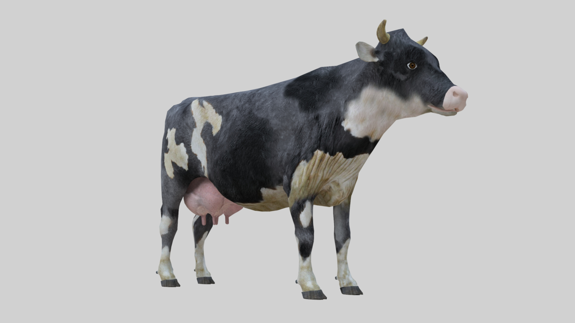 3D Low Poly Cow Collection - 3 Cow Models - 4K - Unwrapped - TurboSquid 1986516