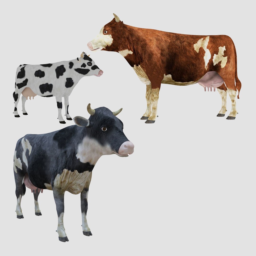 3D Low Poly Cow Collection - 3 Cow Models - 4K - Unwrapped - TurboSquid ...