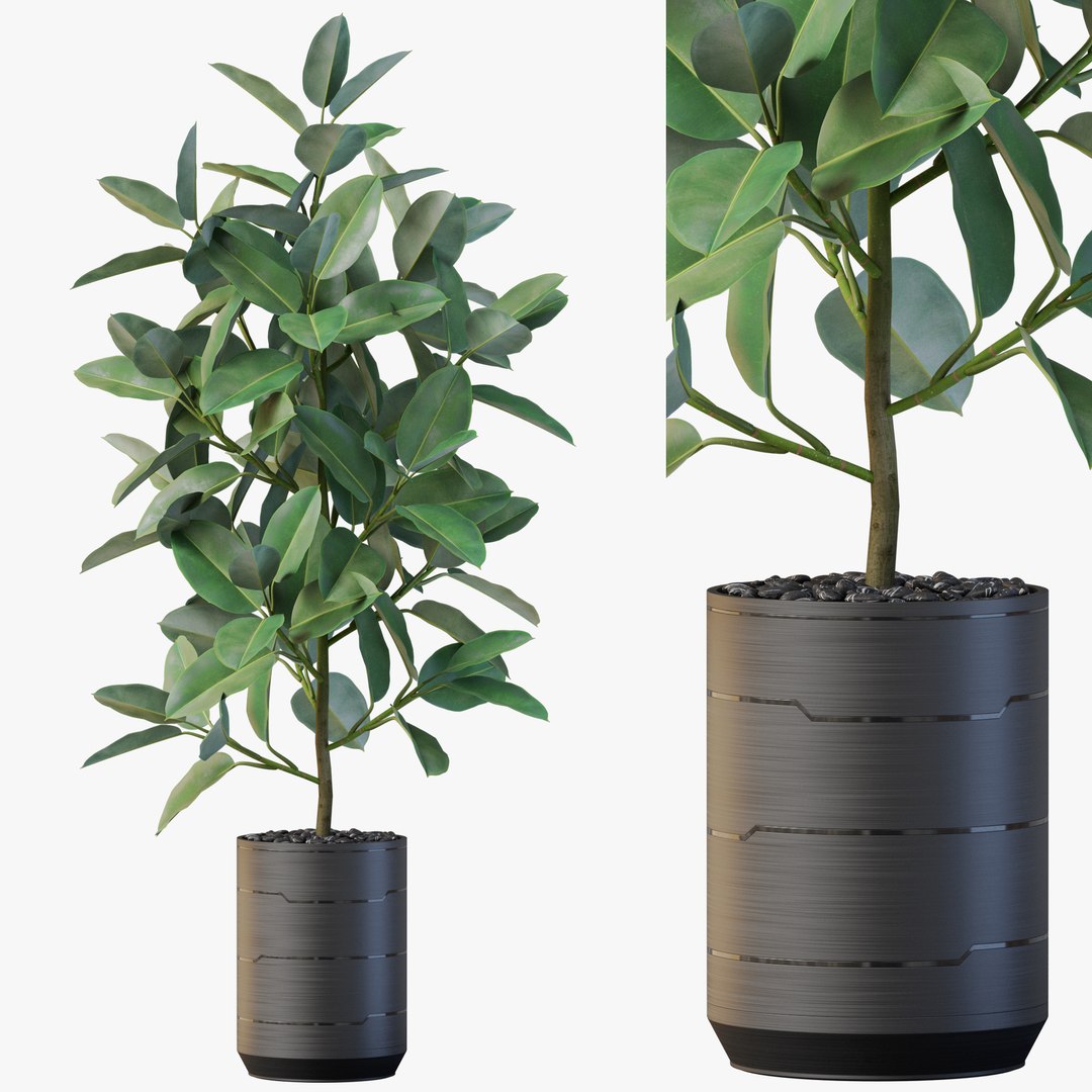 3D Model Plants Collection 877 - TurboSquid 2010261