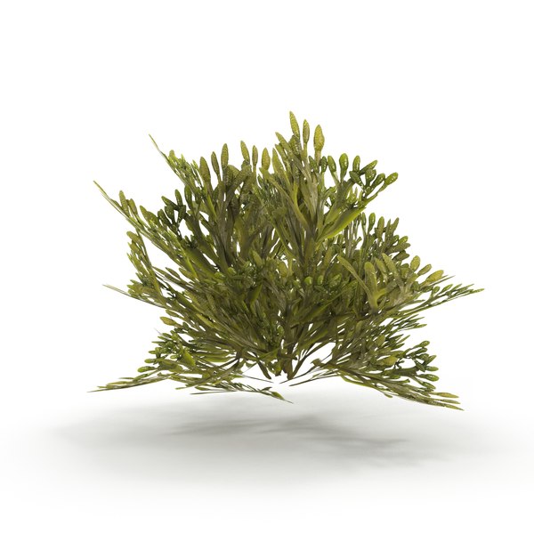 3D Seaweed Models | TurboSquid