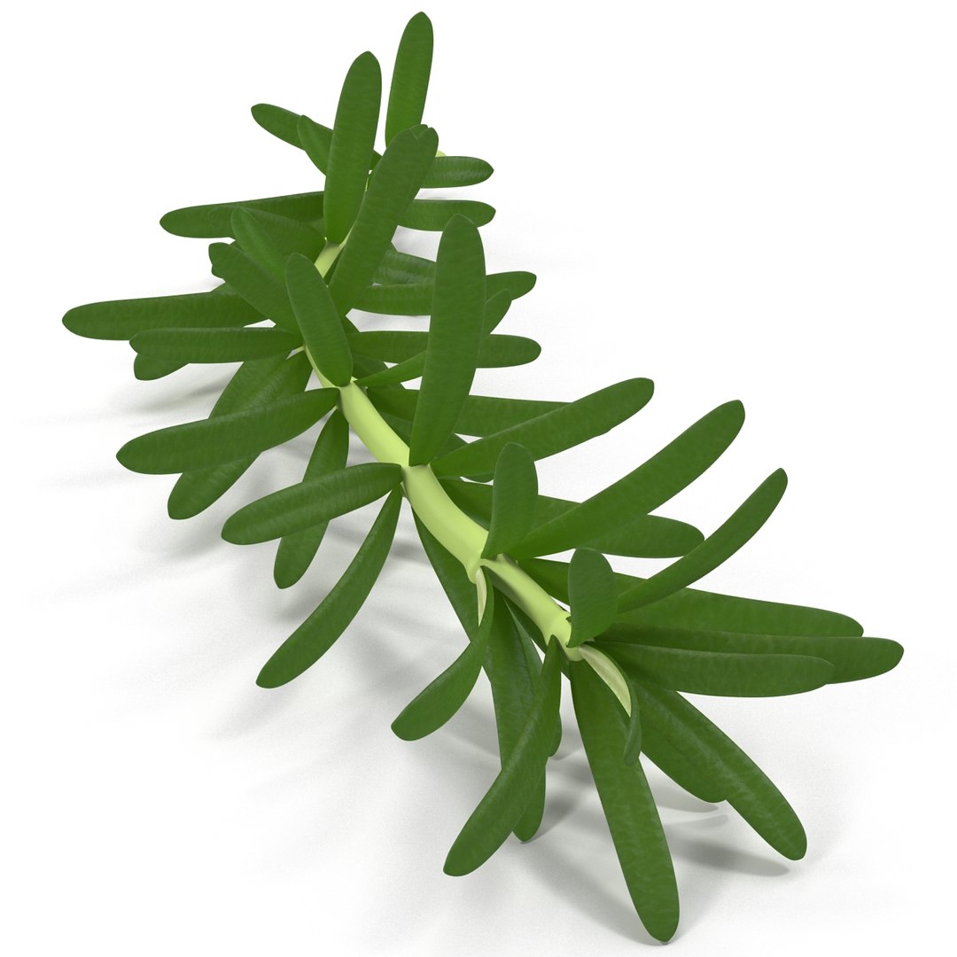 3d Rosemary Model