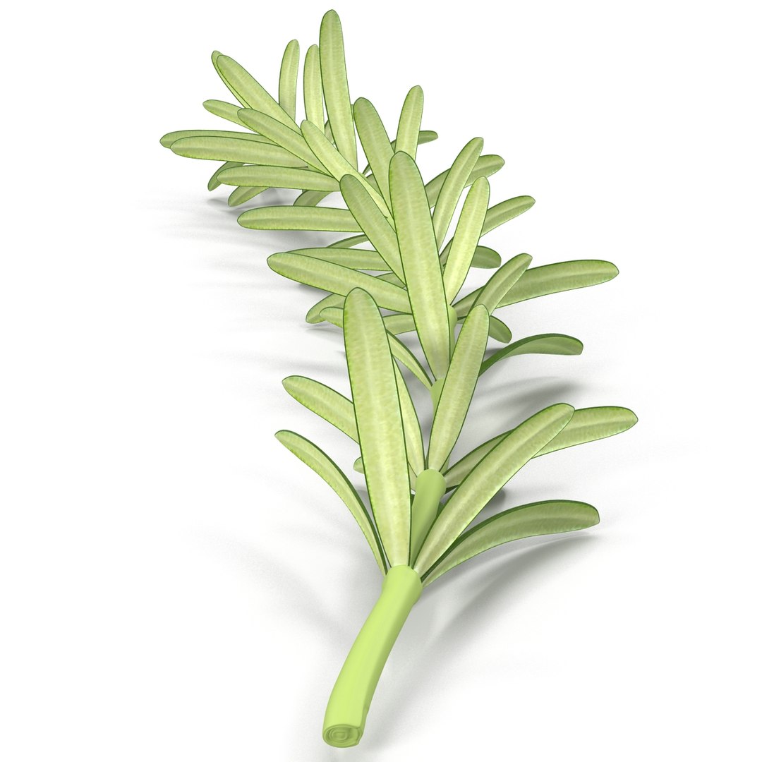 3d Rosemary Model