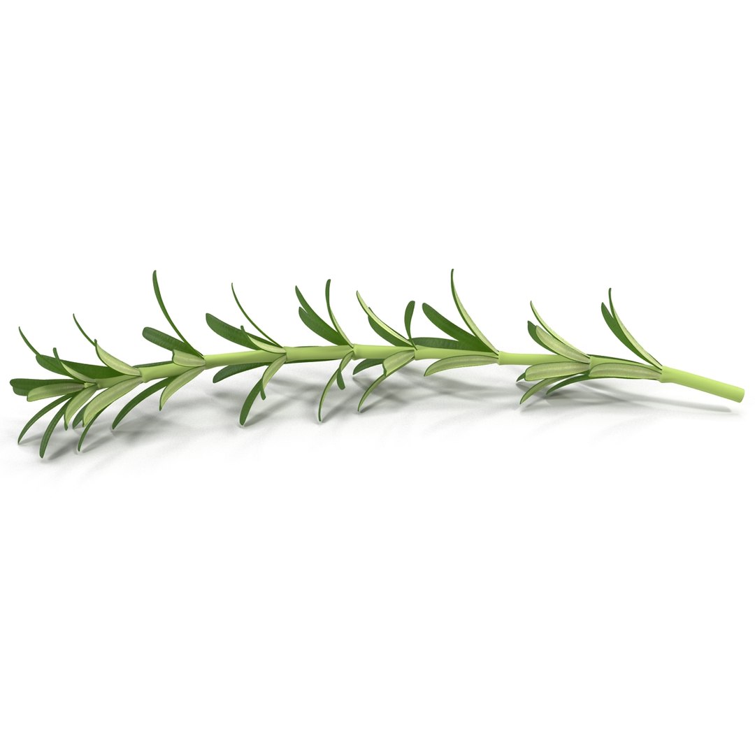 3d Rosemary Model