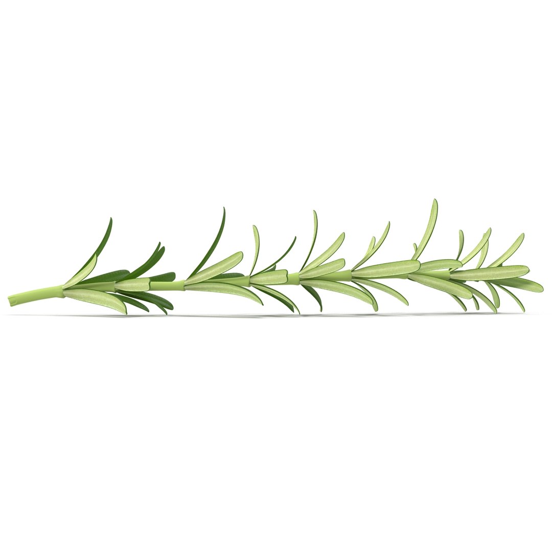 3d Rosemary Model