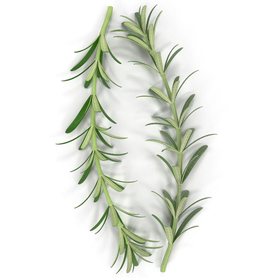 3d Rosemary Model