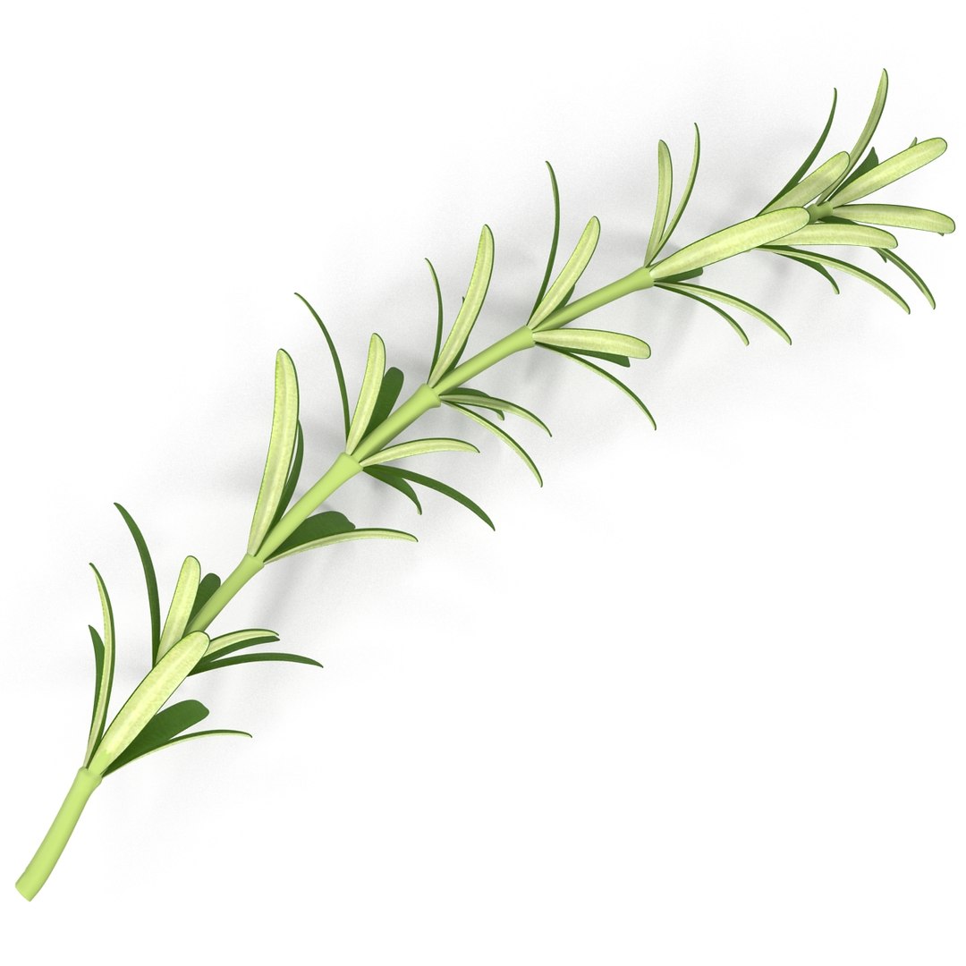 3d Rosemary Model