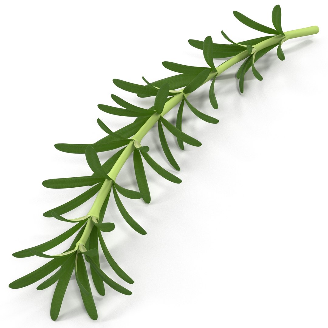 3d Rosemary Model