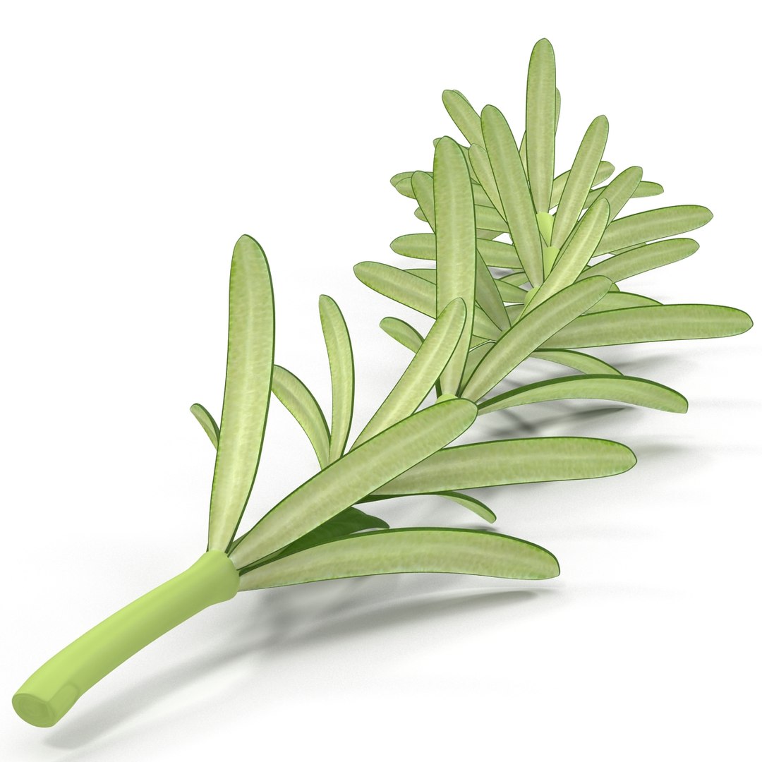 3d Rosemary Model