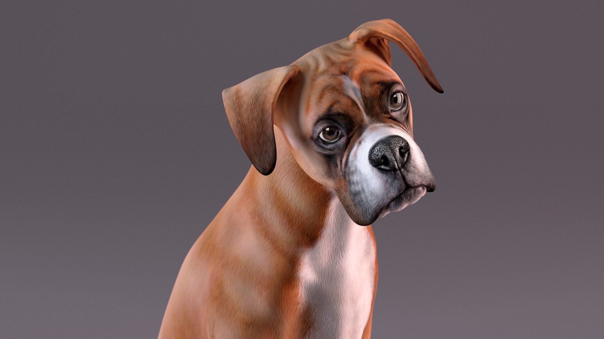 3D Boxer Dog Rigged Model - TurboSquid 2250618
