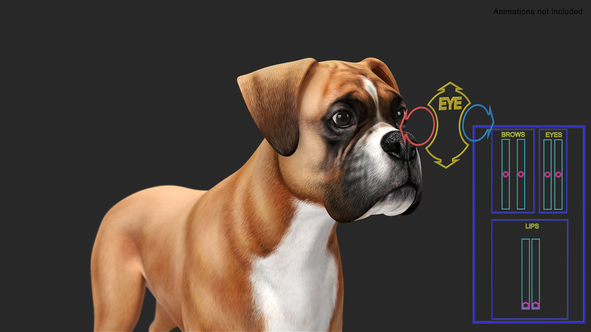 3D Boxer Dog Rigged Model - TurboSquid 2250618