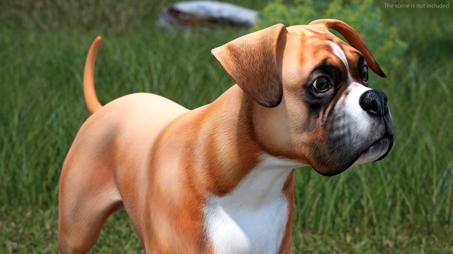 3D Boxer Dog Rigged Model - TurboSquid 2250618