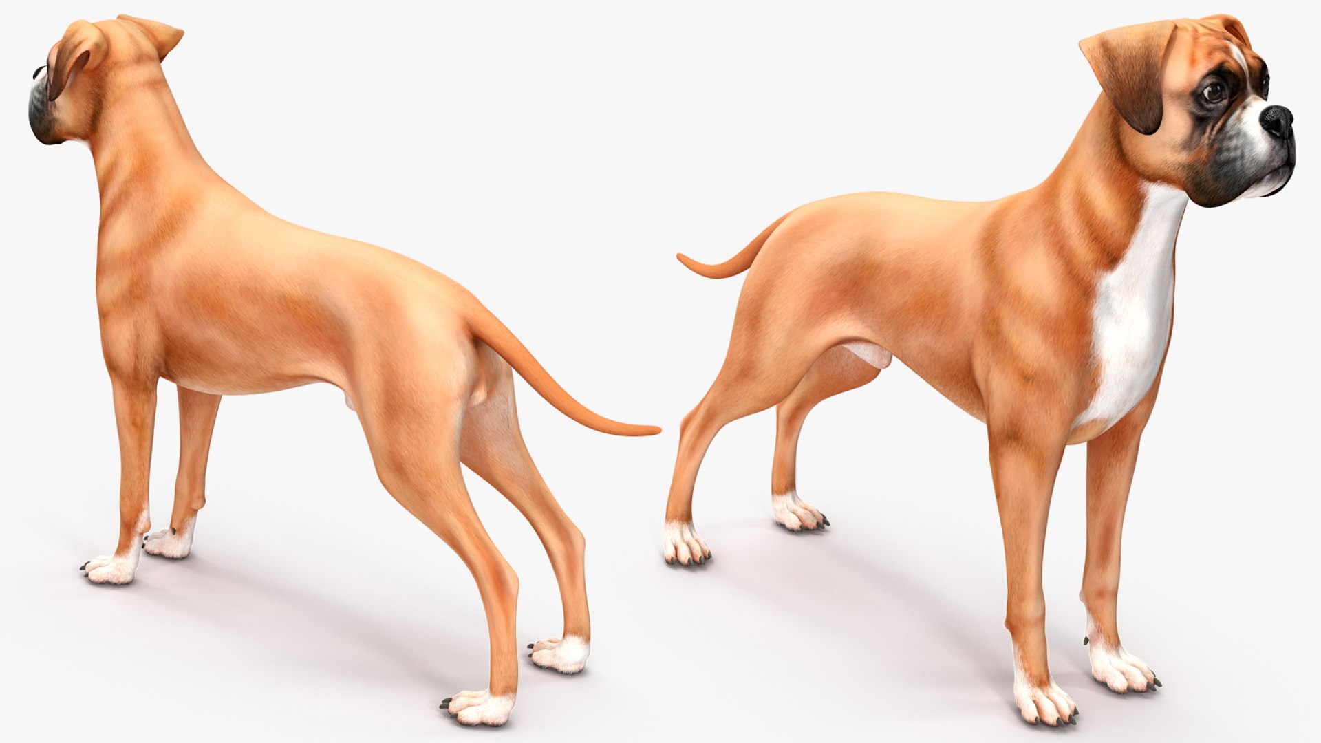 3D Boxer Dog Rigged Model - TurboSquid 2250618