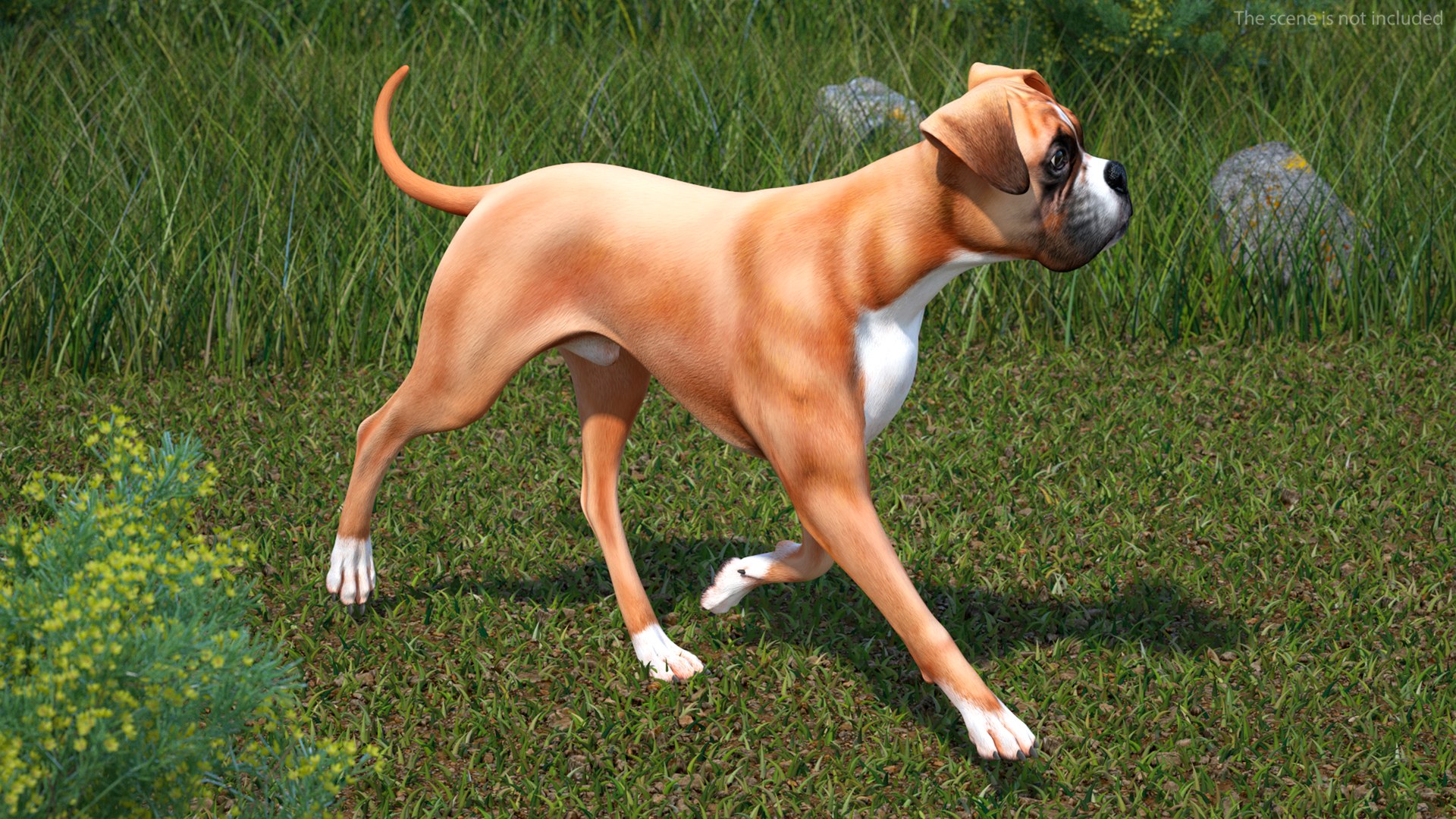 3D Boxer Dog Rigged Model - TurboSquid 2250618