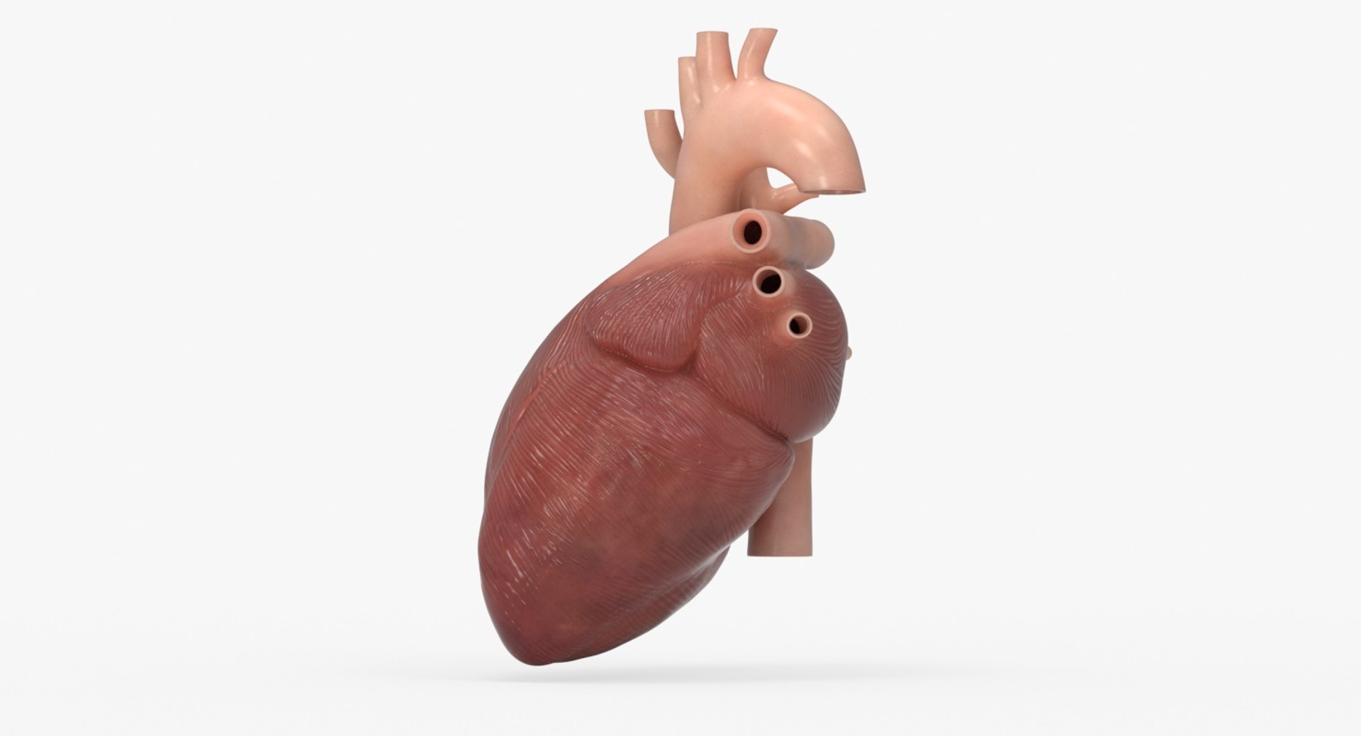 3D Human Heart - TurboSquid 1387273