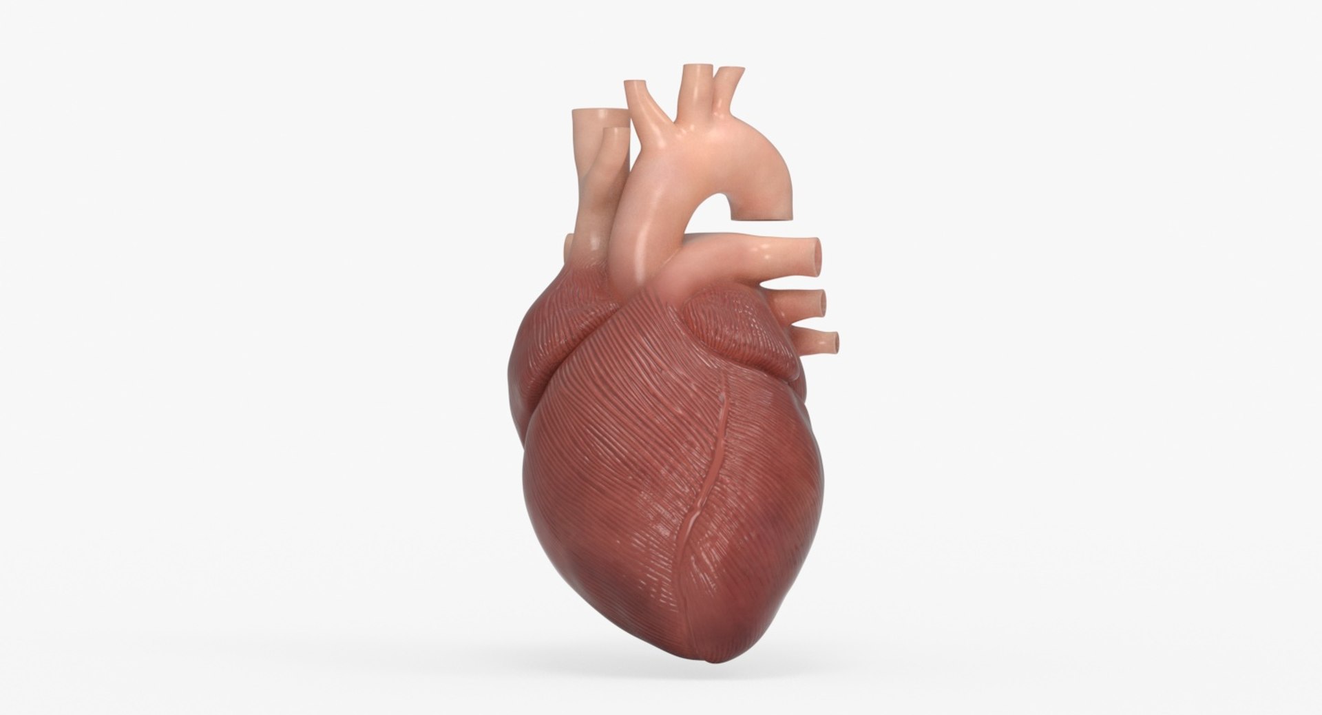3D Human Heart - TurboSquid 1387273