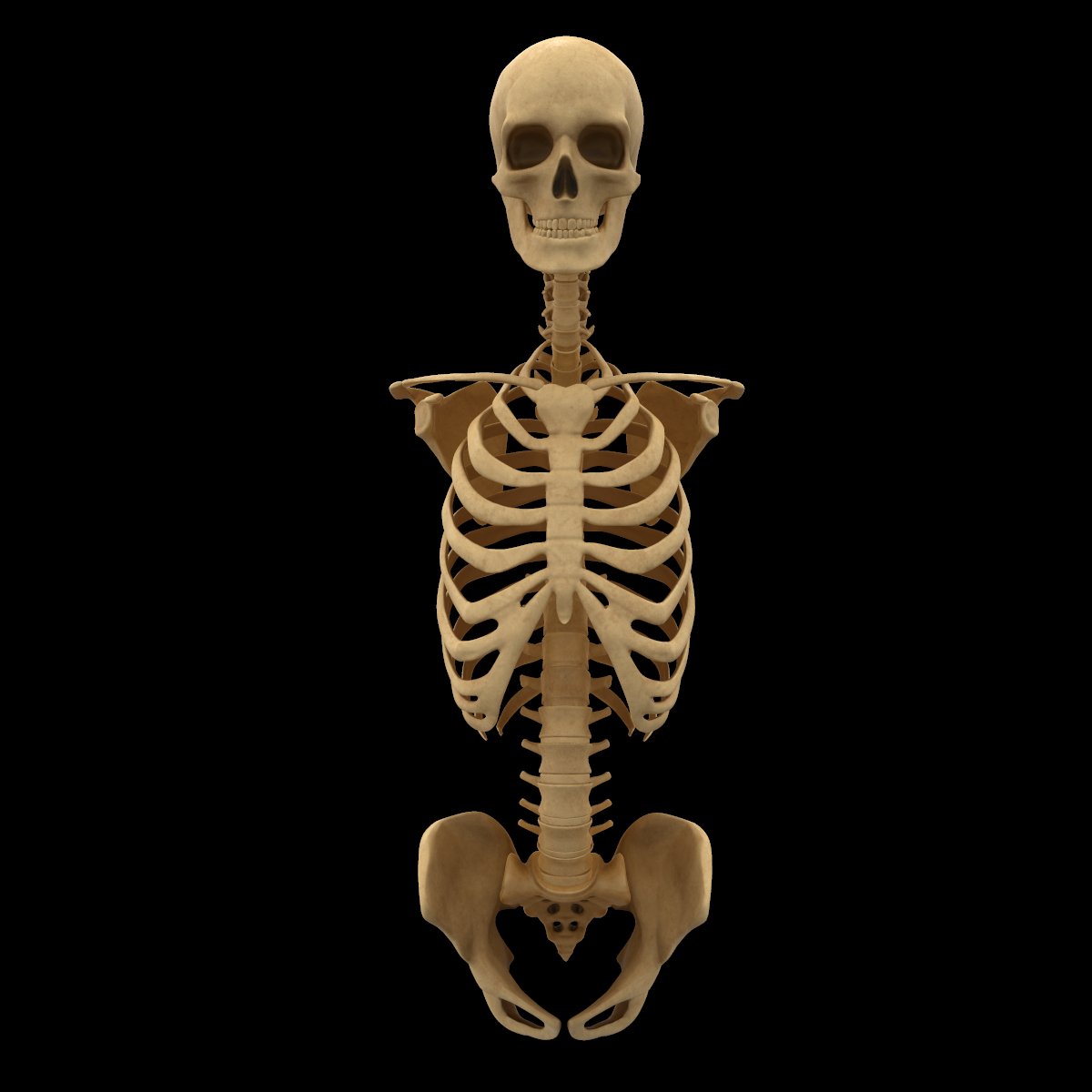 modelo 3d Anatomía de la columna vertebral del esqueleto del torso ...