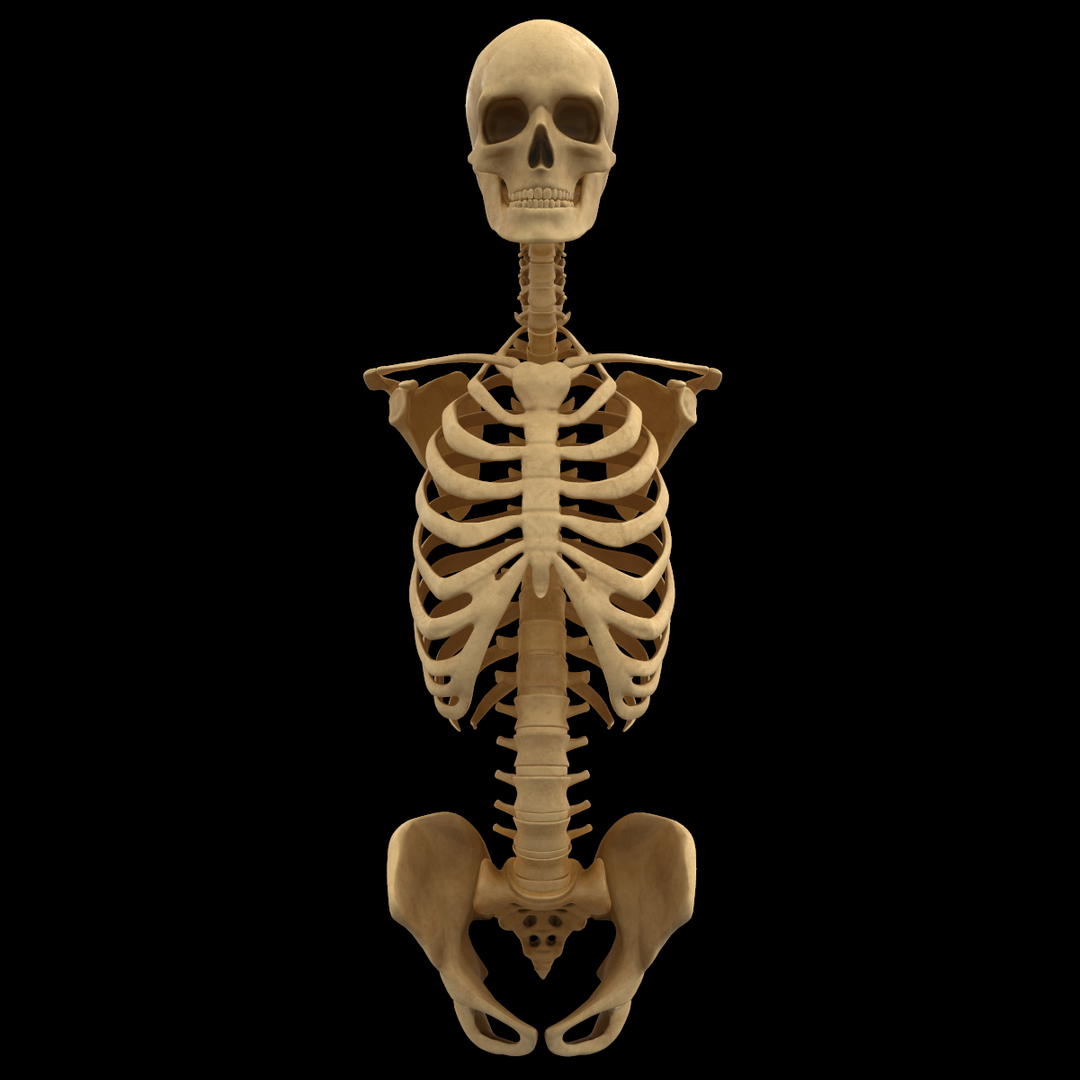 3D torso skeleton spine anatomy - TurboSquid 1398609