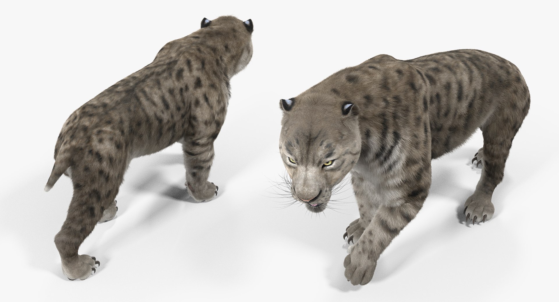 Arctic Saber Tooth Cat 3D Model - TurboSquid 1329301