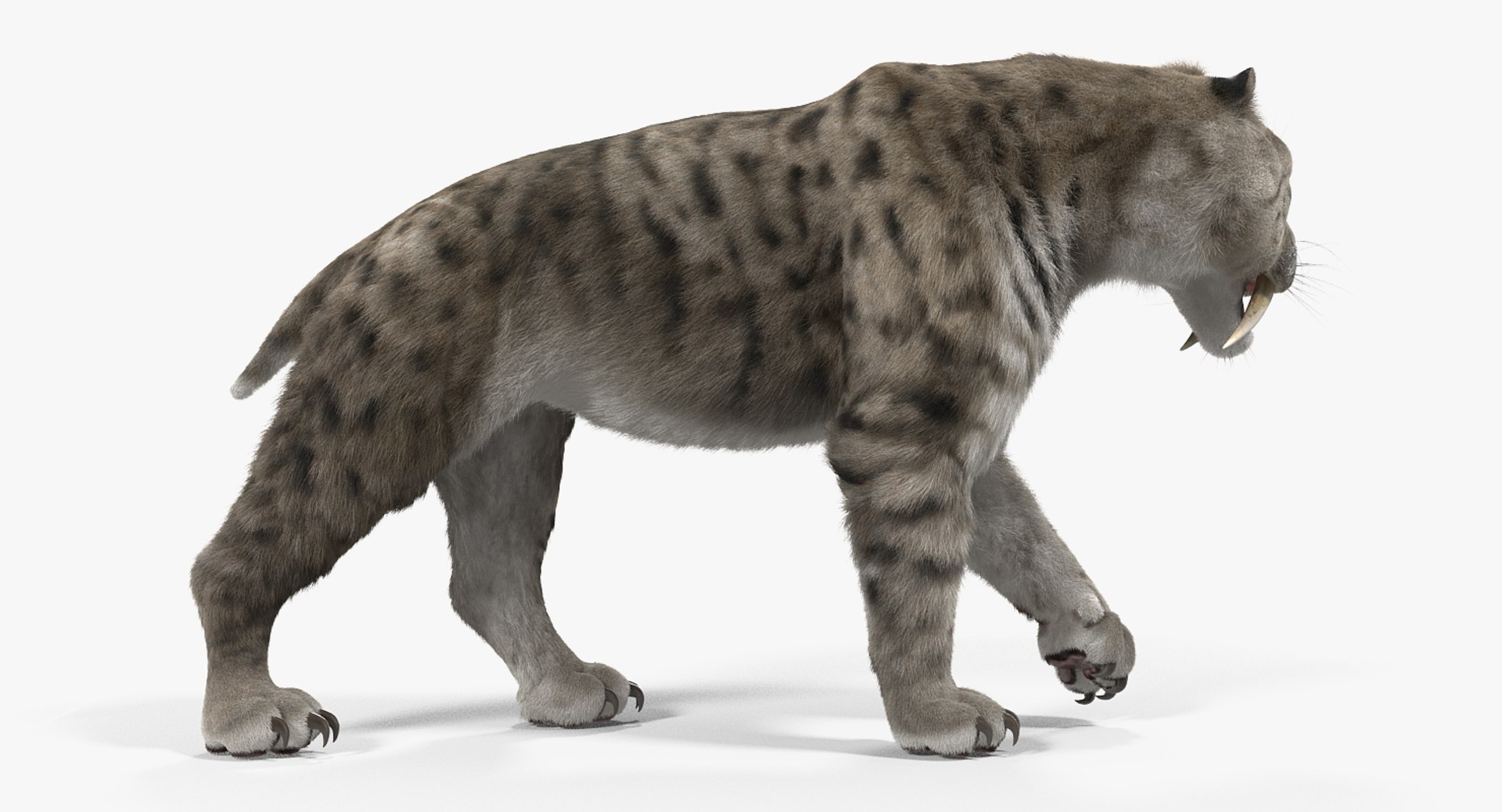 Arctic Saber Tooth Cat 3D Model - TurboSquid 1329301