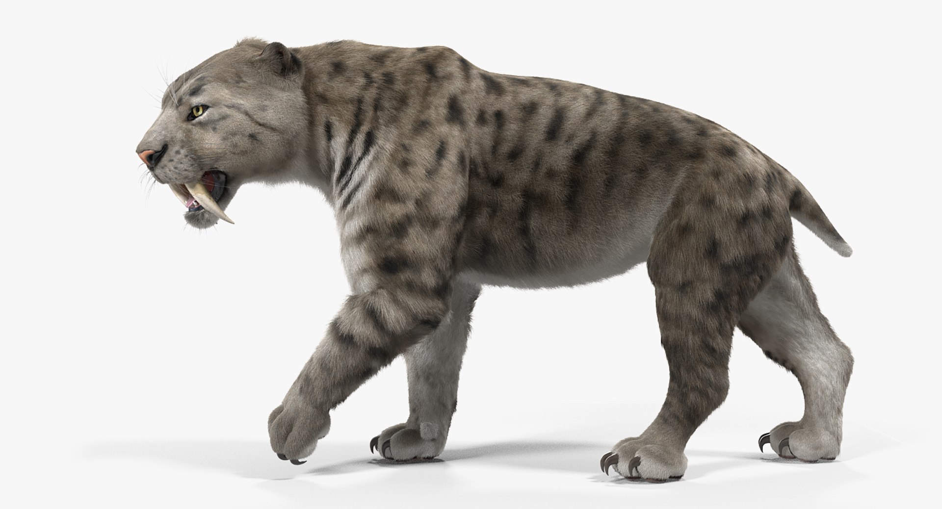 Arctic Saber Tooth Cat 3D Model - TurboSquid 1329301