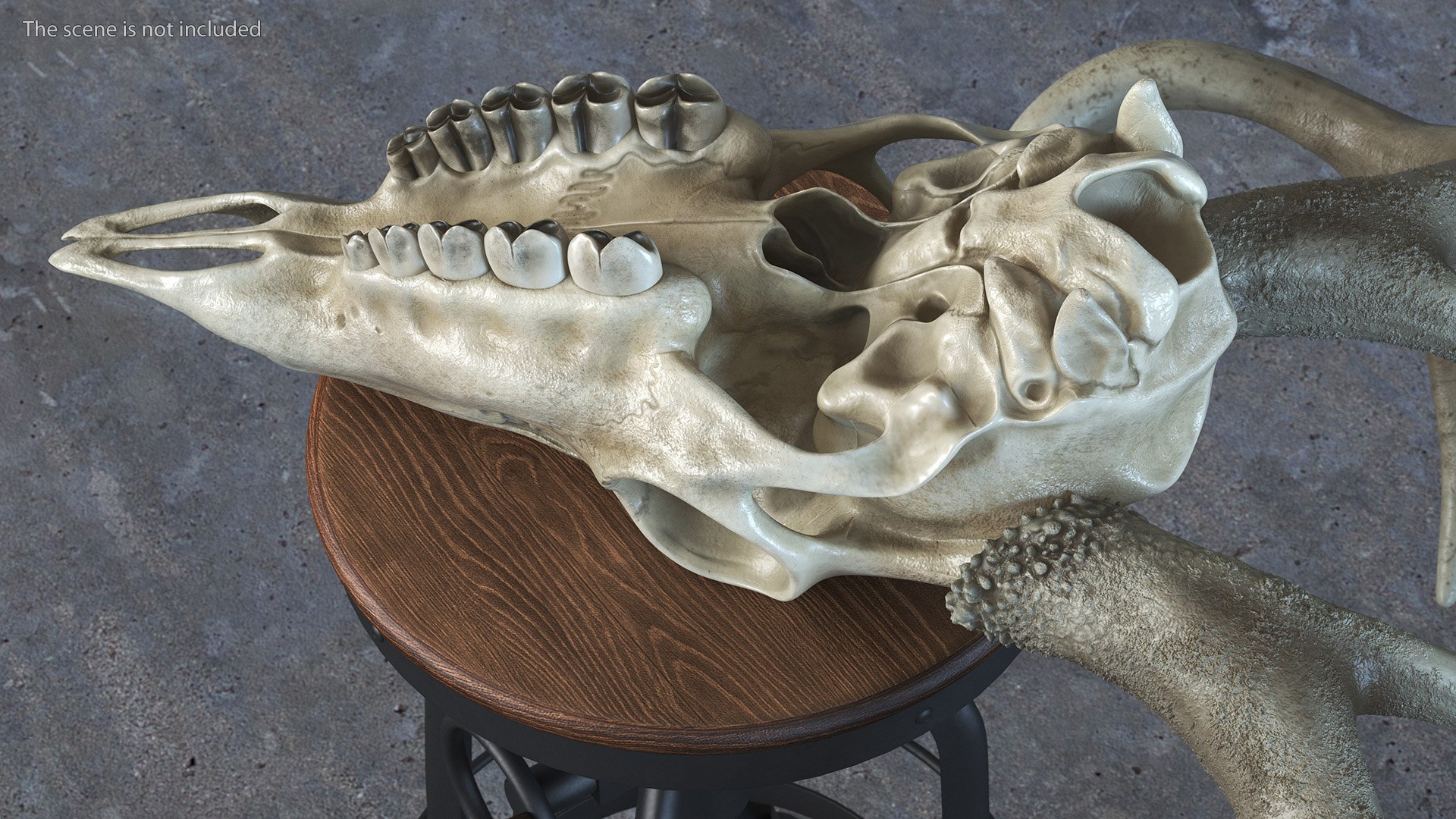 3D Deer Skull With Antlers - TurboSquid 2191894