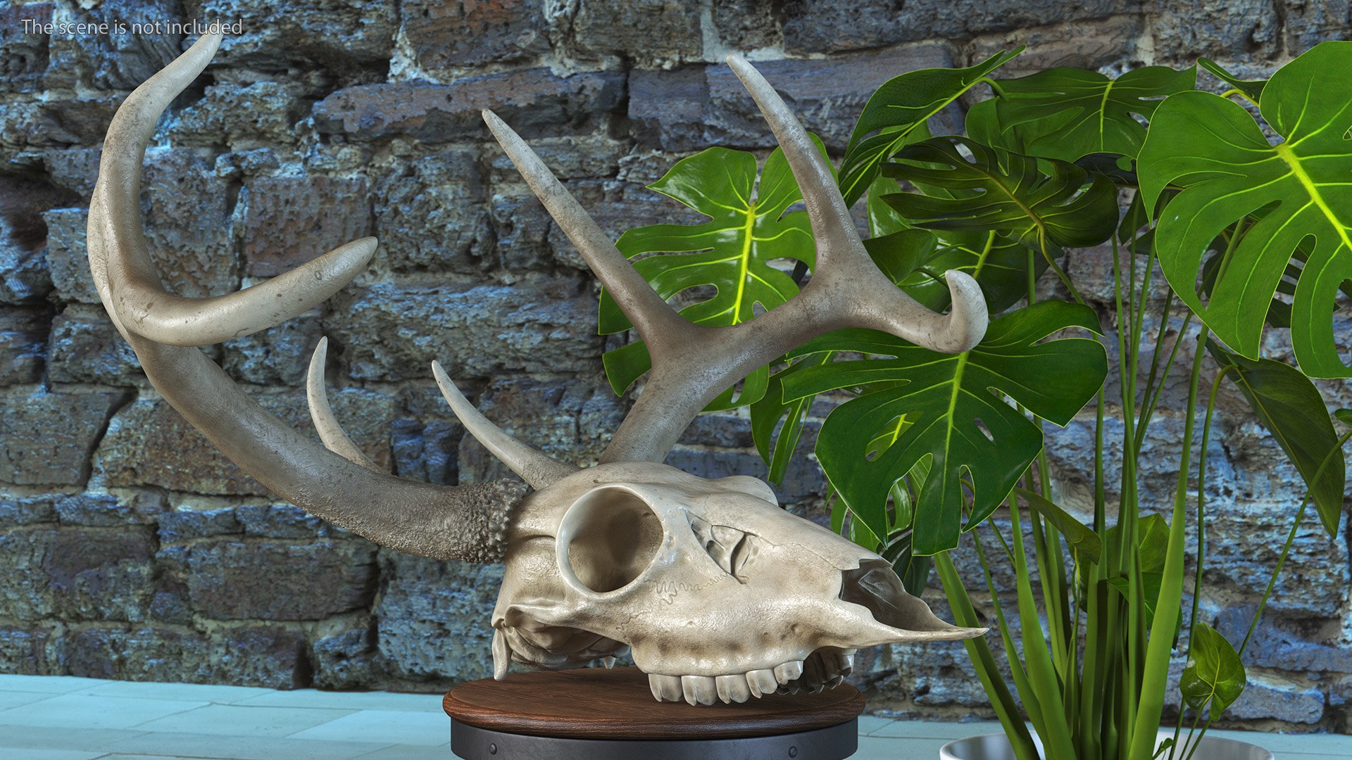 3D Deer Skull With Antlers - TurboSquid 2191894