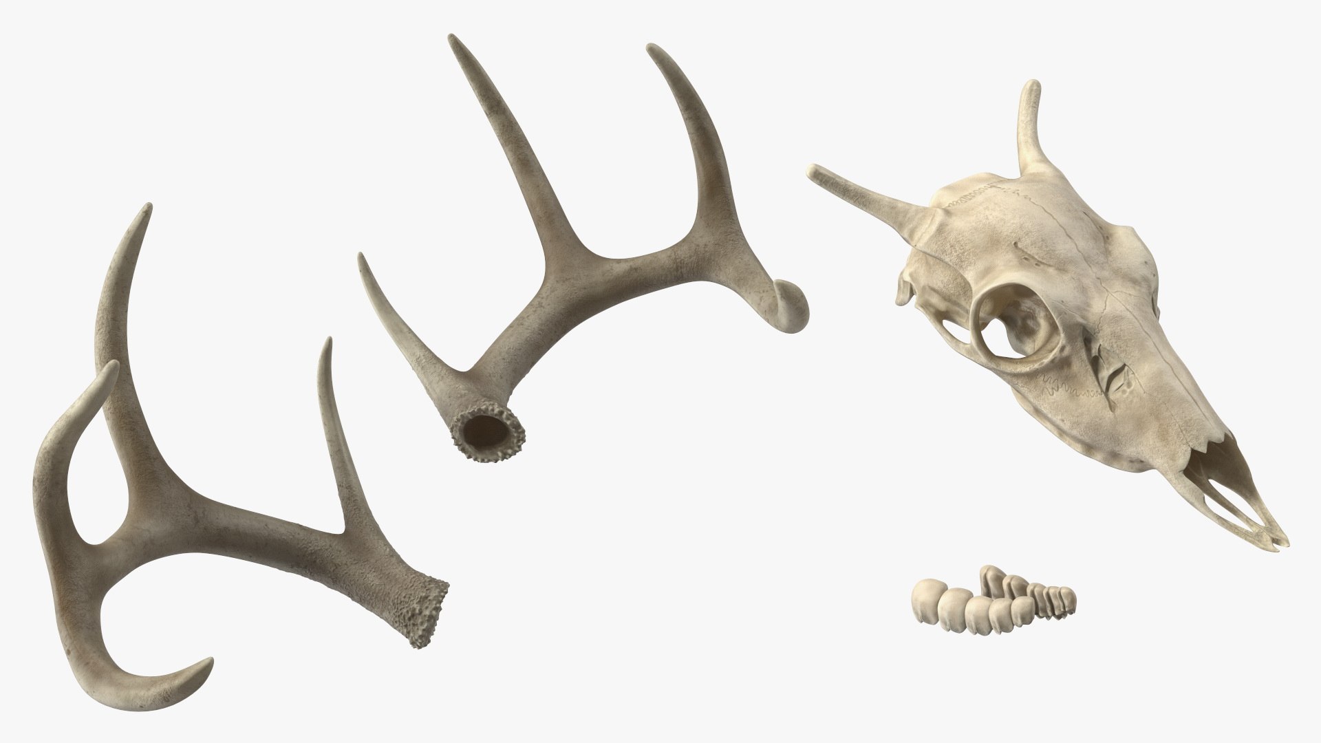 3D Deer Skull With Antlers - TurboSquid 2191894