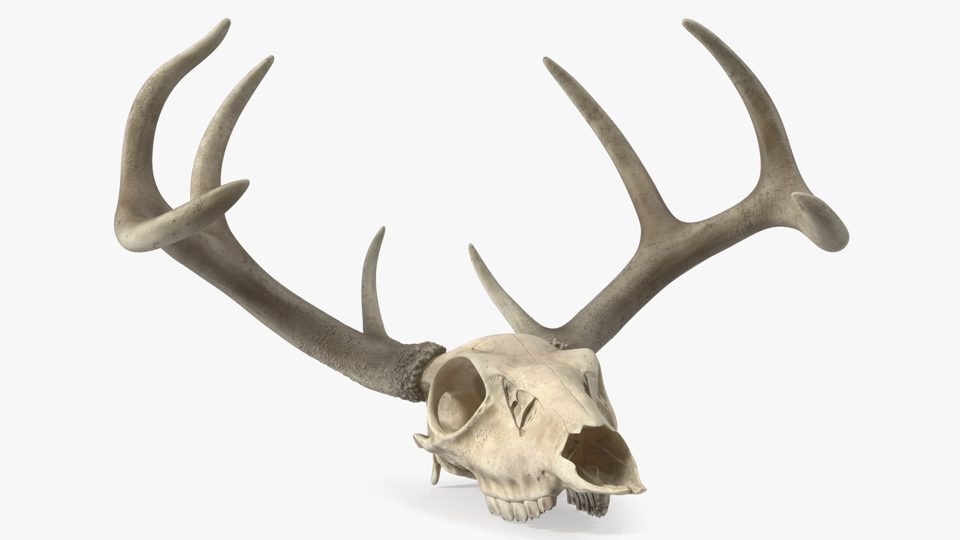 3D Deer Skull With Antlers - TurboSquid 2191894