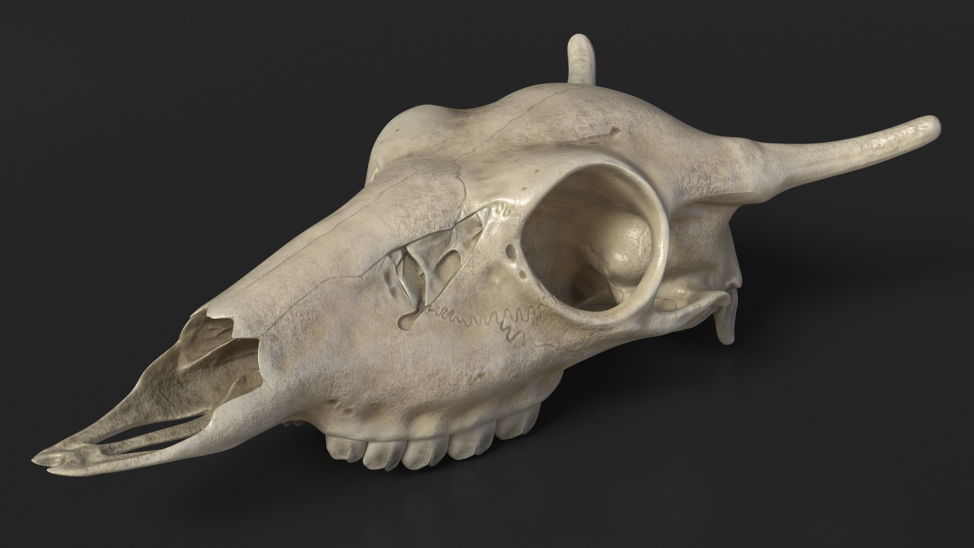 3D Deer Skull With Antlers - TurboSquid 2191894