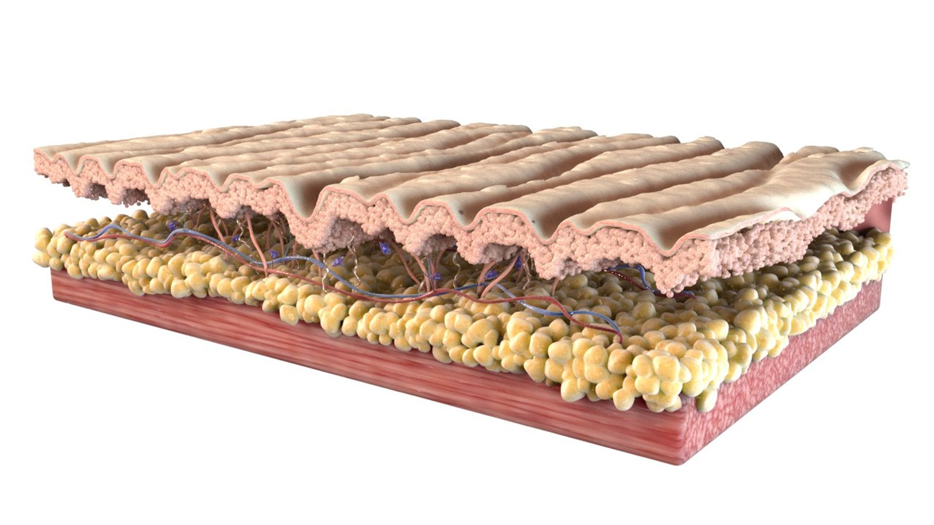 Skin Cross Section 3D Model - TurboSquid 1296580