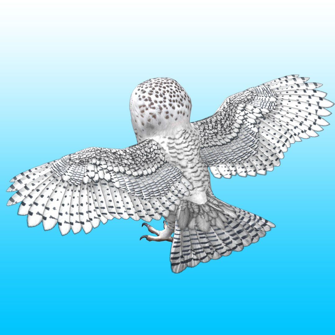 3D Model Snowy White Owl Rig - TurboSquid 2334612