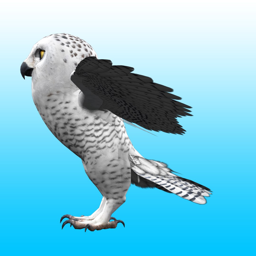 3D Model Snowy White Owl Rig - TurboSquid 2334612