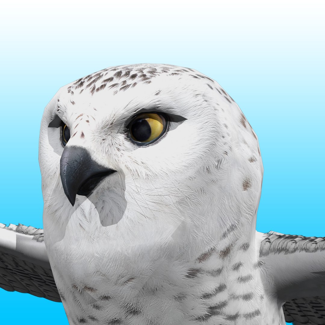 3D Model Snowy White Owl Rig - TurboSquid 2334612