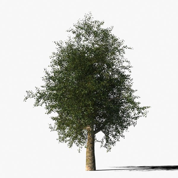 Deciduous Tree 3D Models for Download | TurboSquid