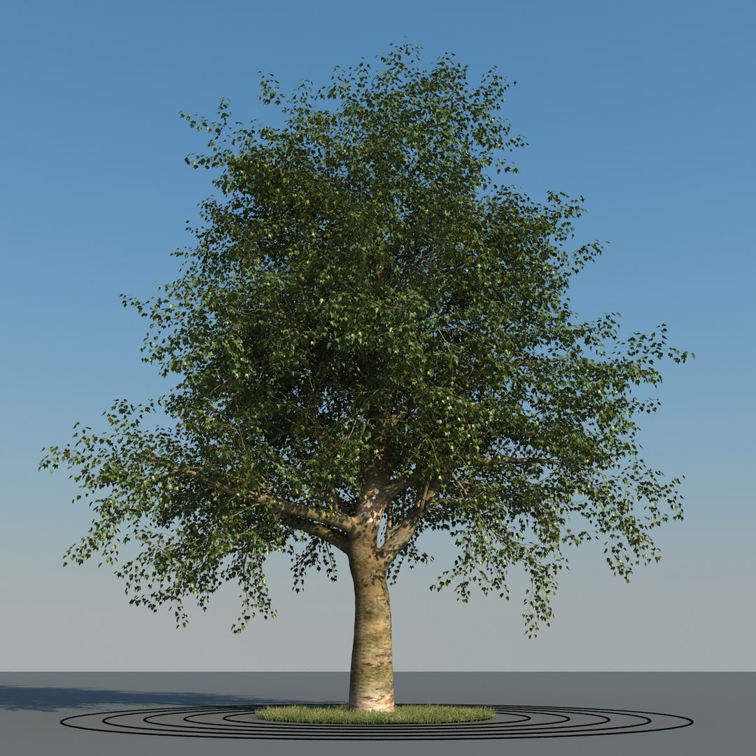 Platanus Tree Bark 3d Max