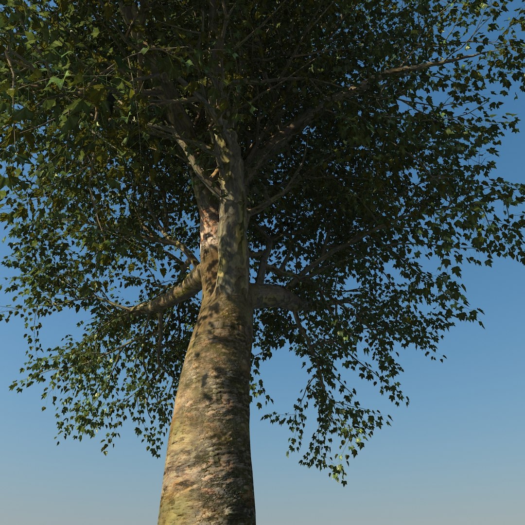 Platanus Tree Bark 3d Max