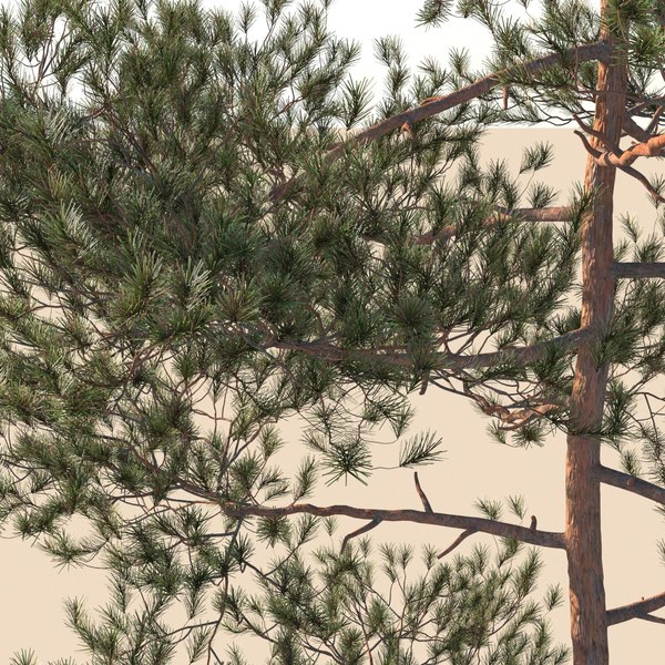 3d realistic pine tree