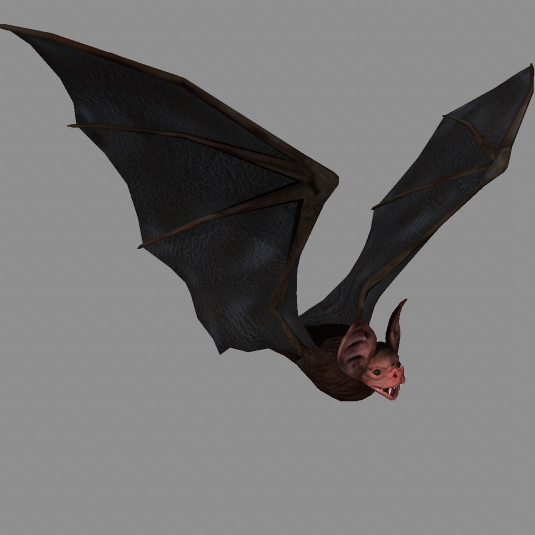 3d Vampire Bat Fly Animation