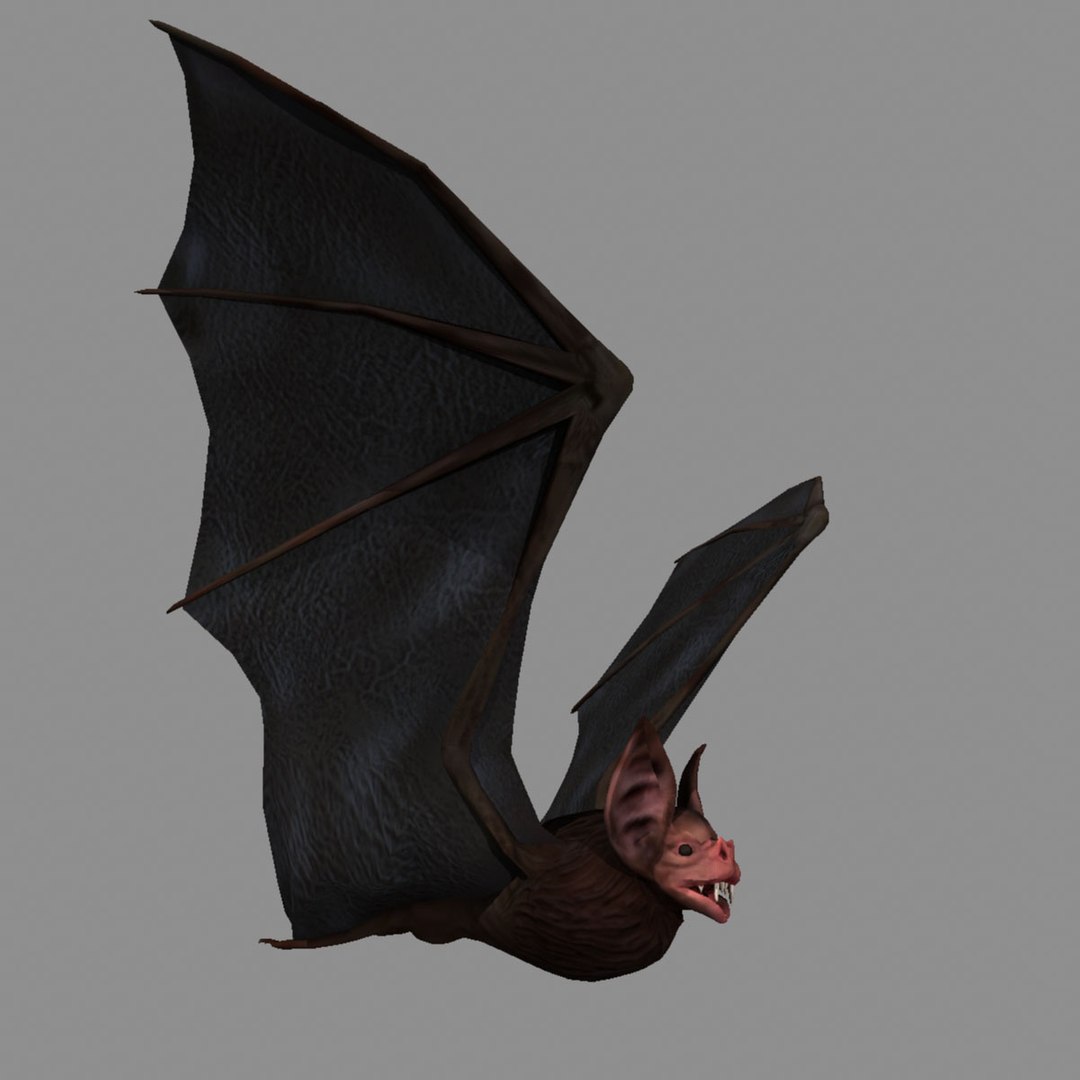 3d Vampire Bat Fly Animation