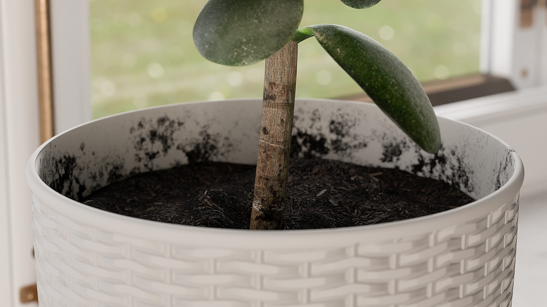 3D Model Money Tree With Windows - Different Colors - TurboSquid 1735971